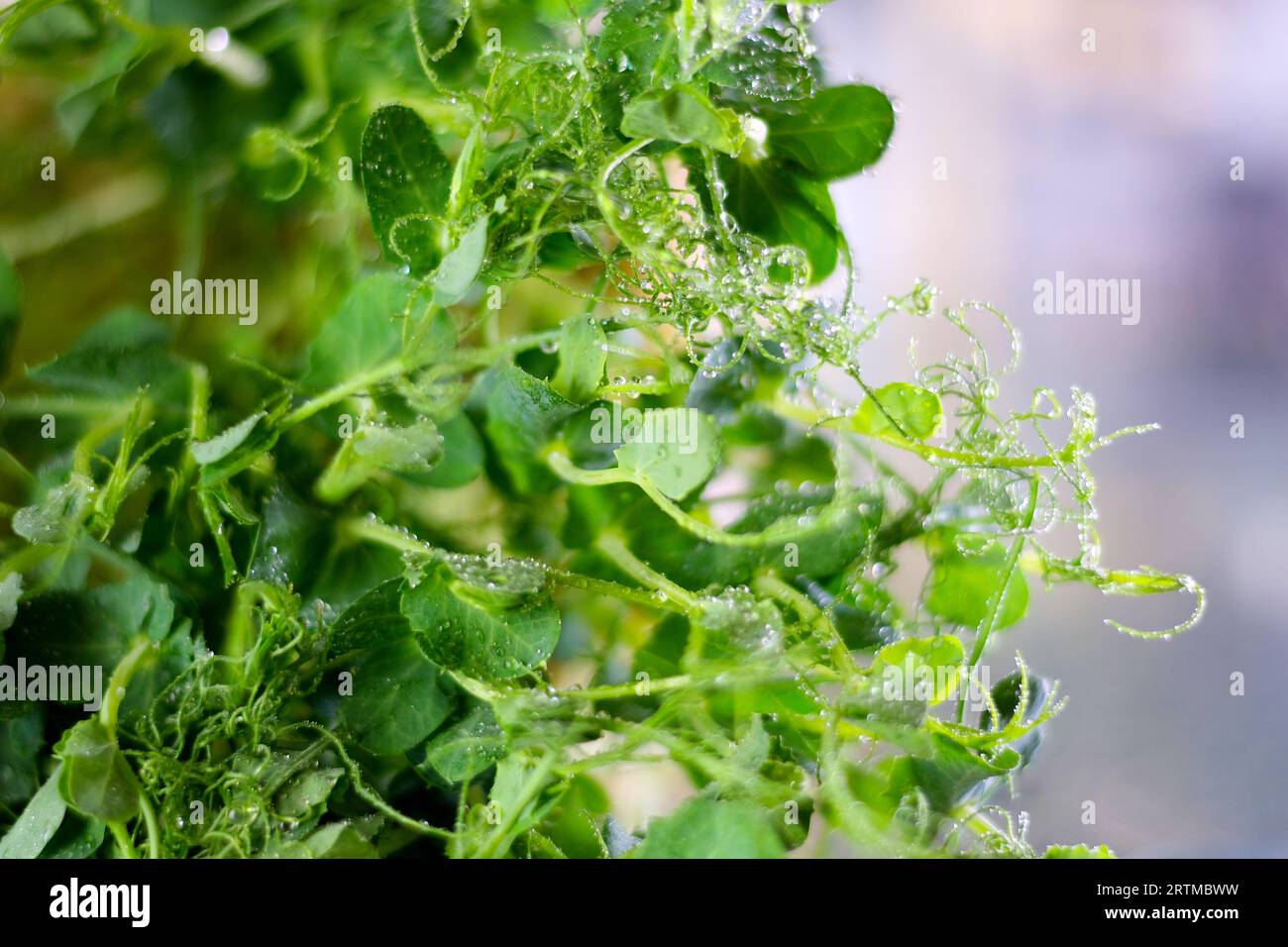 Pea microgreens birth close-up. Green micro plants pisum germination ...