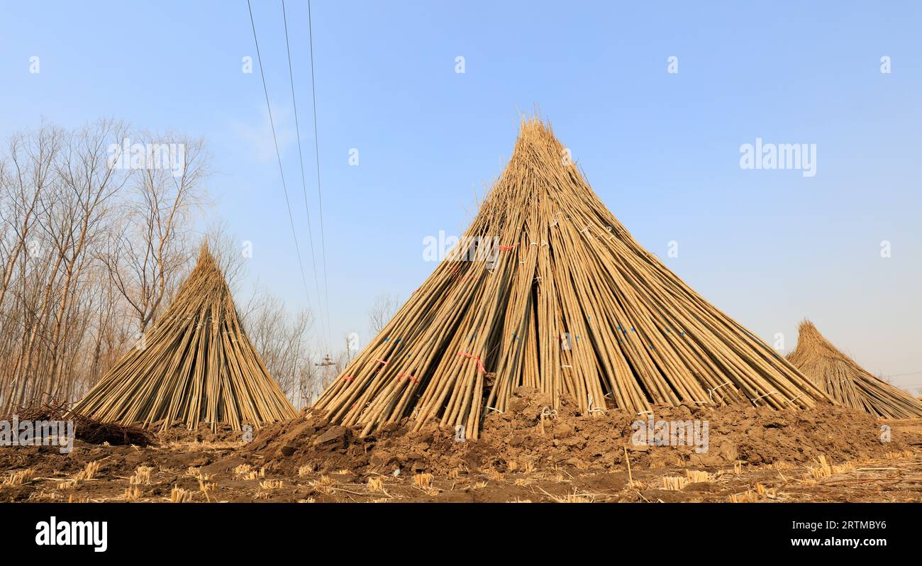 Curing environment hi-res stock photography and images - Alamy