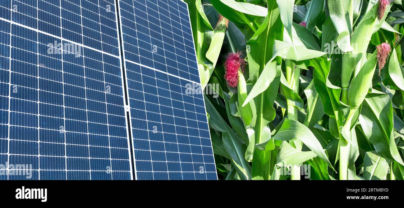 A solar panel and a cornfield in an agricultural landscape Stock Photo ...