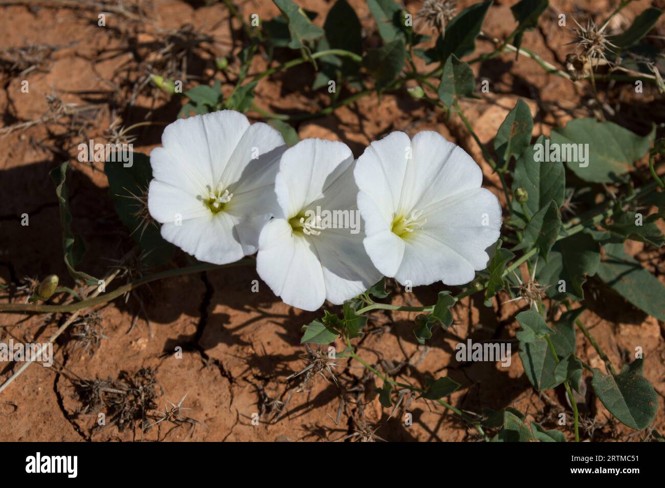 Malas hiervas hi-res stock photography and images - Alamy