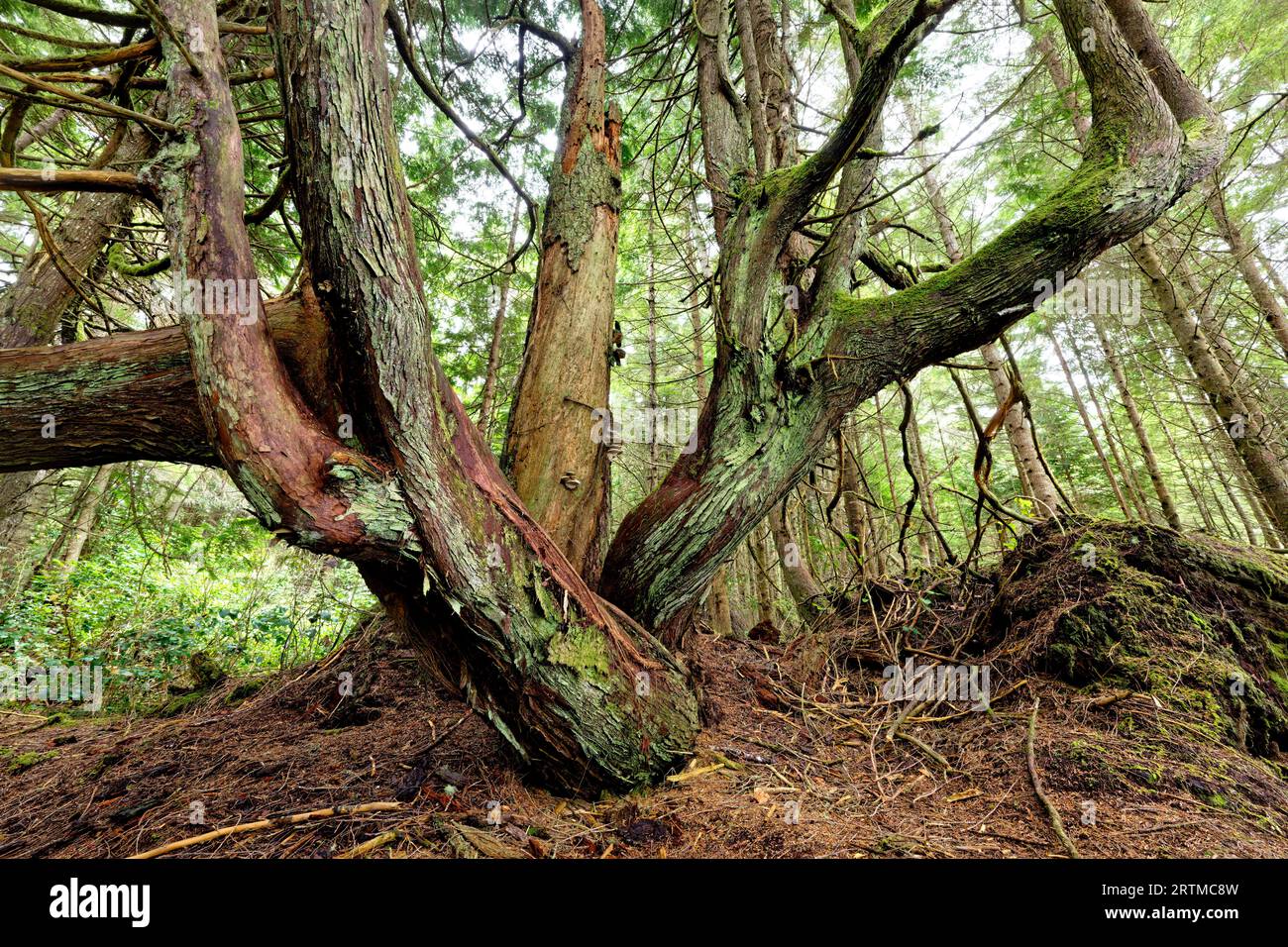A scenic view of the western red cedar trees in the Malcolm Island, in British Columbia, Canada ...
