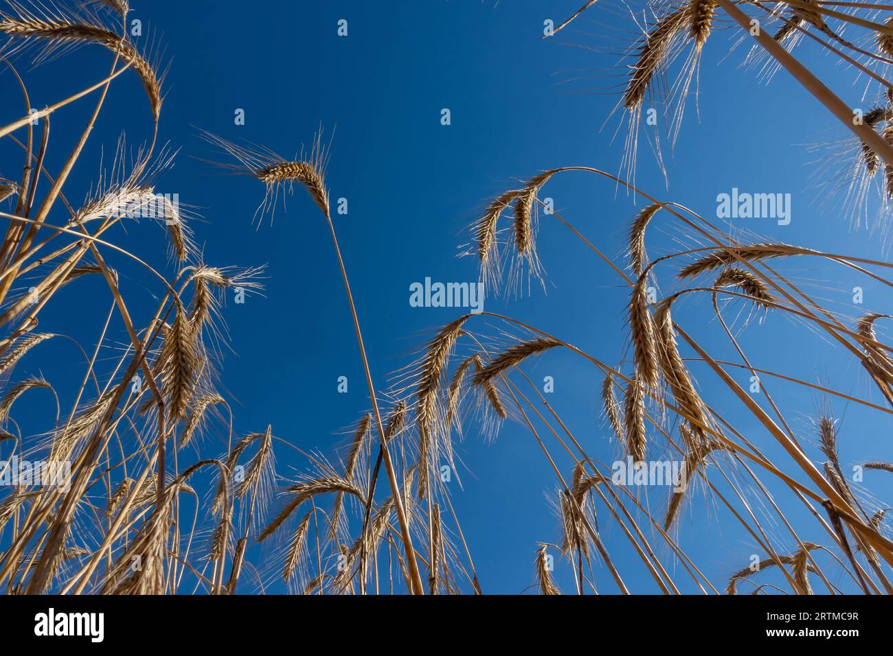Golden ears of mature grain against the blue sky. Low angle shot. Frog ...