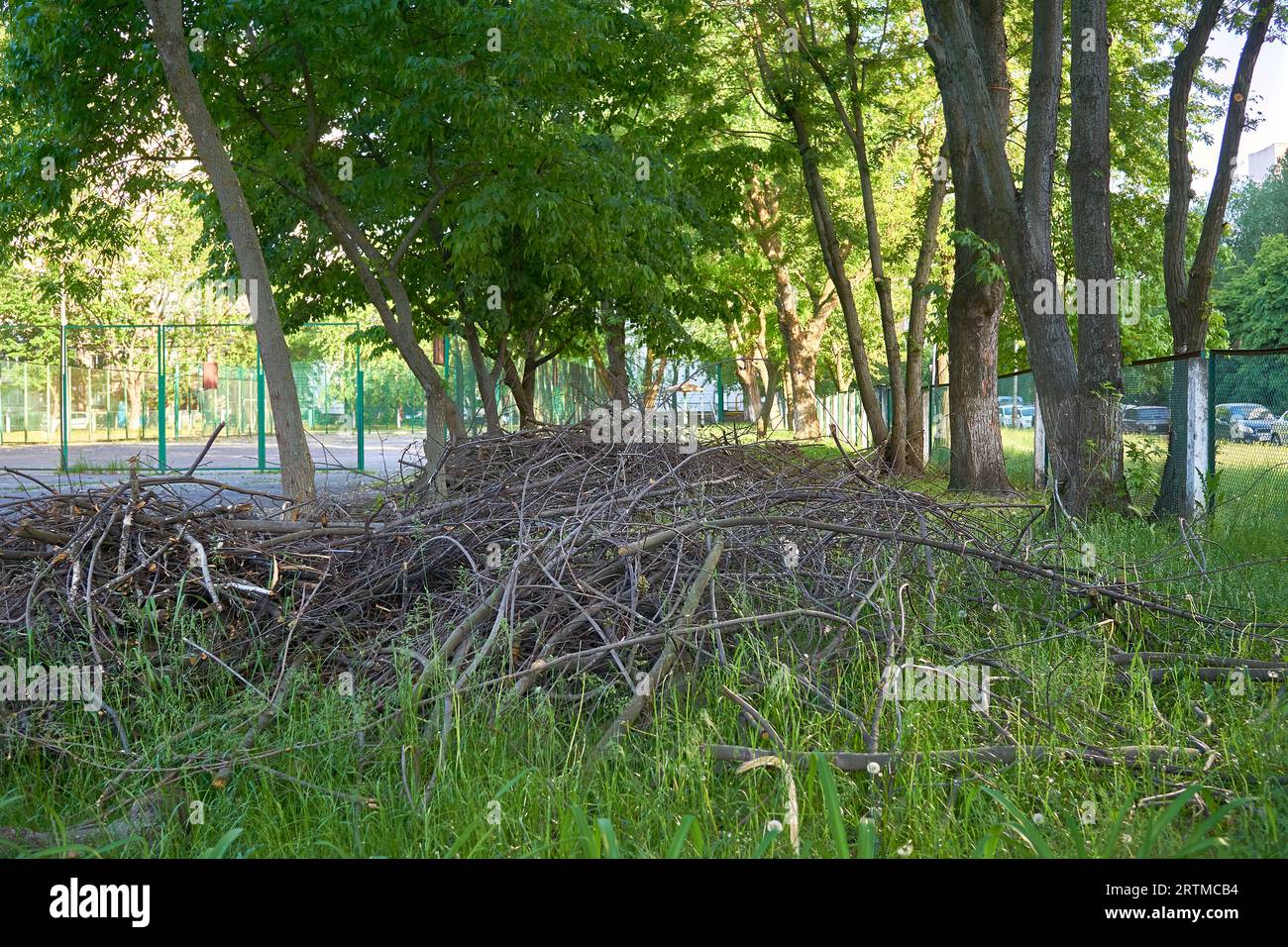 A pile of dried unnecessary tree branches after pruning, garden ...