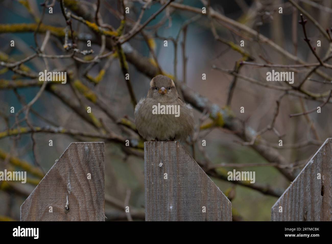 Gorgeous Passer domesticus Family Passeridae Genus Passer House sparrow ...