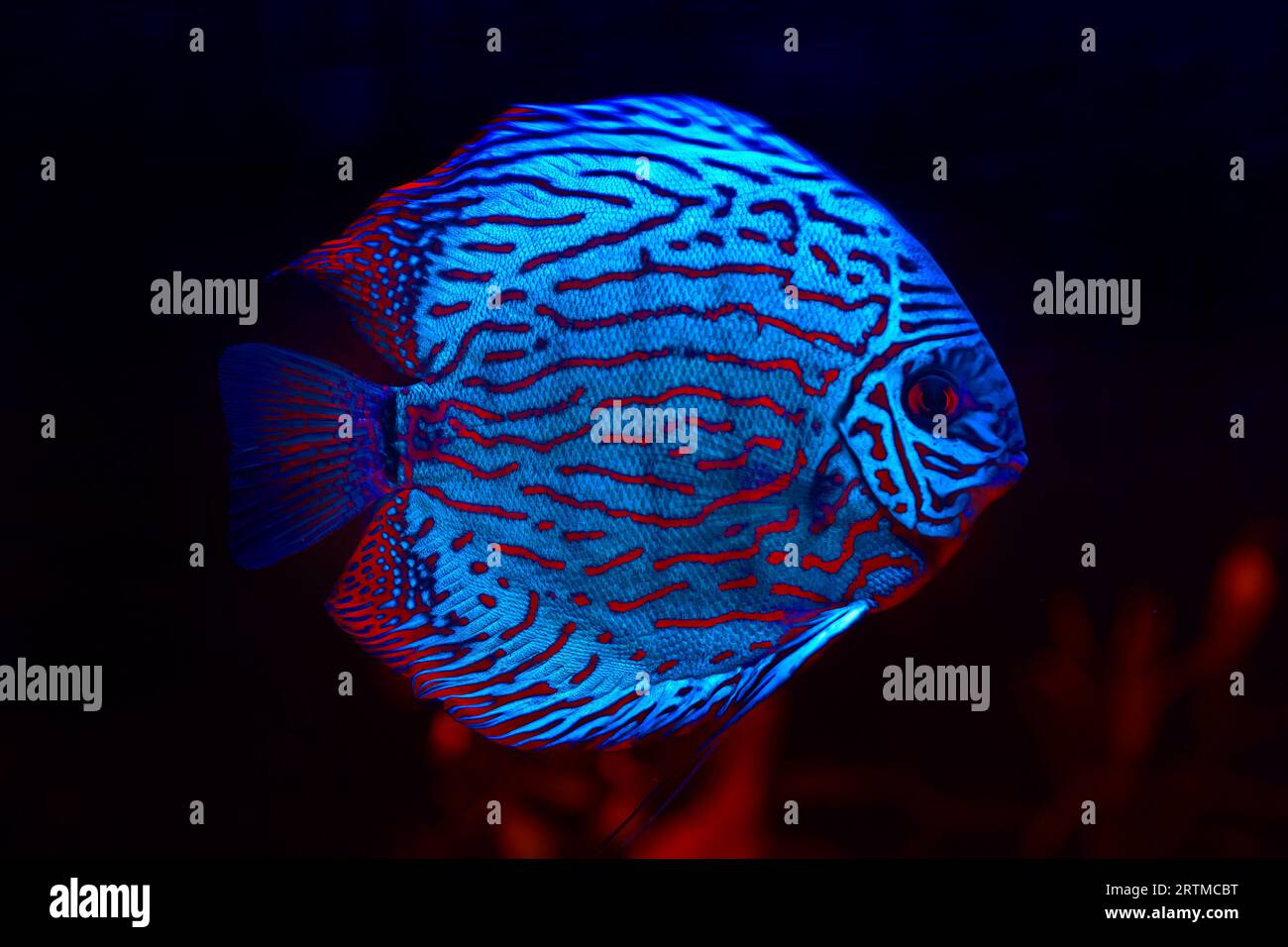 Discus tropical fish in the aquarium . Fish in deep water Stock Photo ...