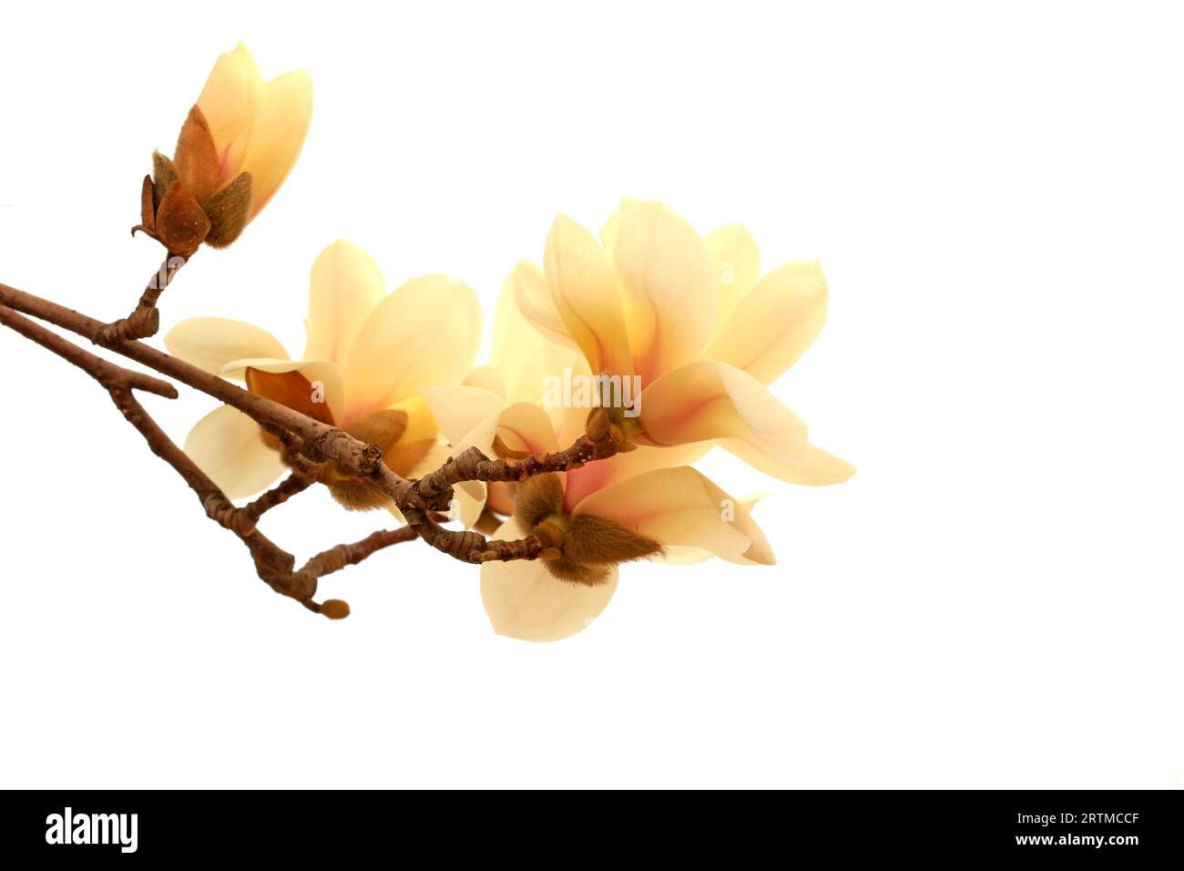 Magnolia flower in a white background Stock Photo - Alamy