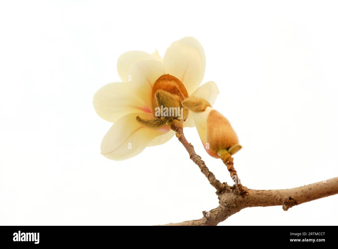 Magnolia flower in a white background Stock Photo - Alamy