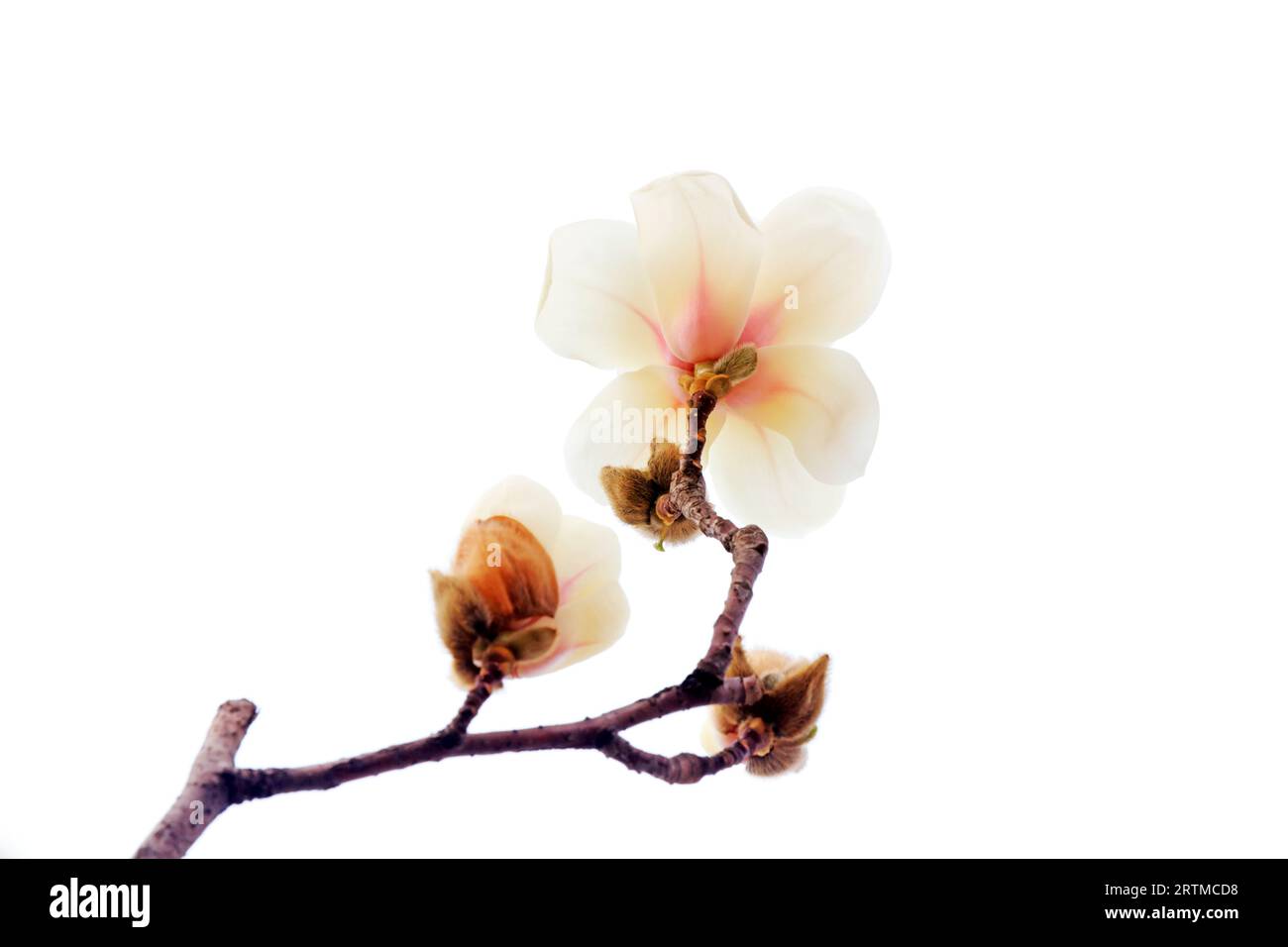 Magnolia flower in a white background Stock Photo - Alamy
