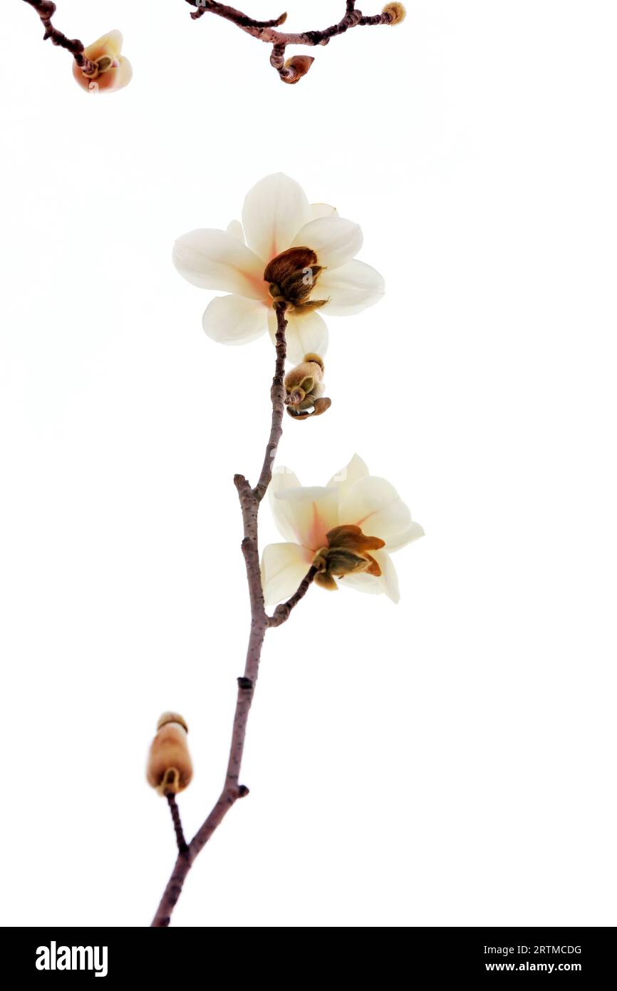 Magnolia flower in a white background Stock Photo - Alamy