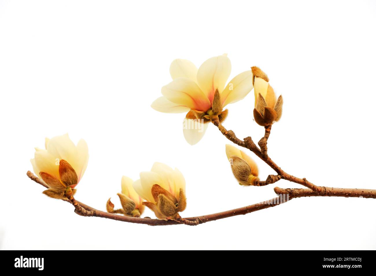 Magnolia flower in a white background Stock Photo - Alamy