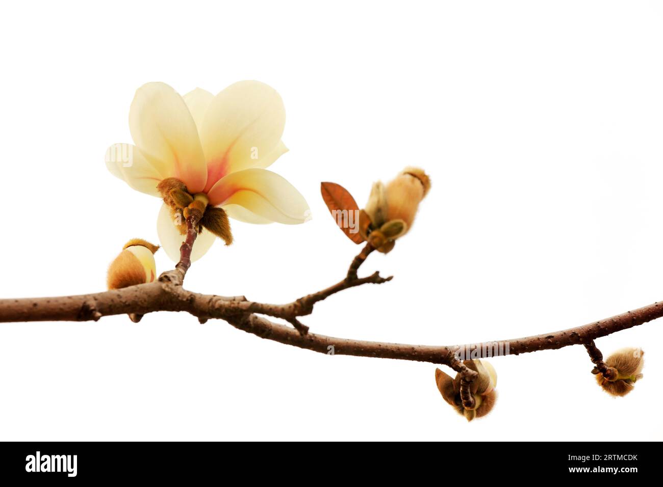 Magnolia flower in a white background Stock Photo - Alamy