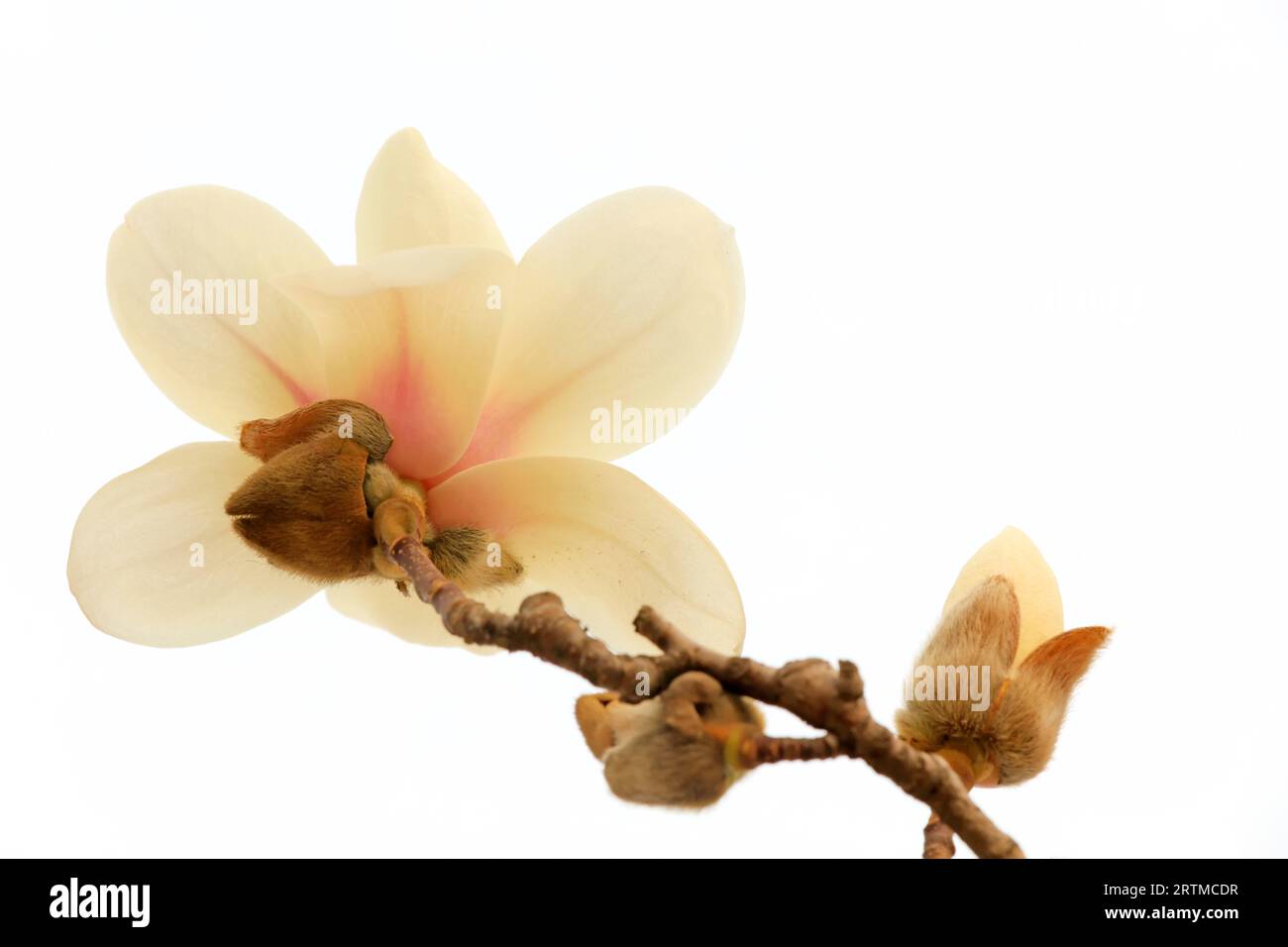 Magnolia flower in a white background Stock Photo - Alamy