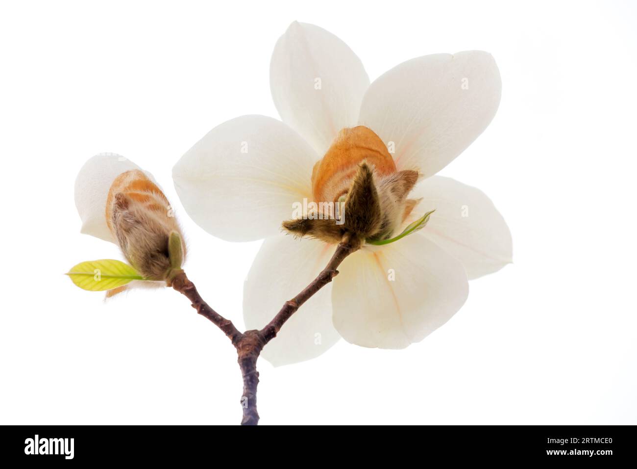 Magnolia flower in a white background Stock Photo - Alamy