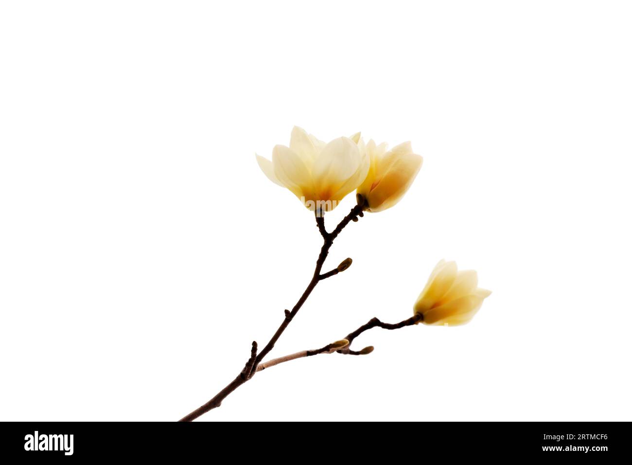 Magnolia flower in a white background Stock Photo - Alamy