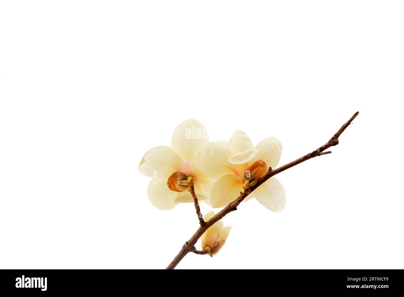 Magnolia flower in a white background Stock Photo - Alamy