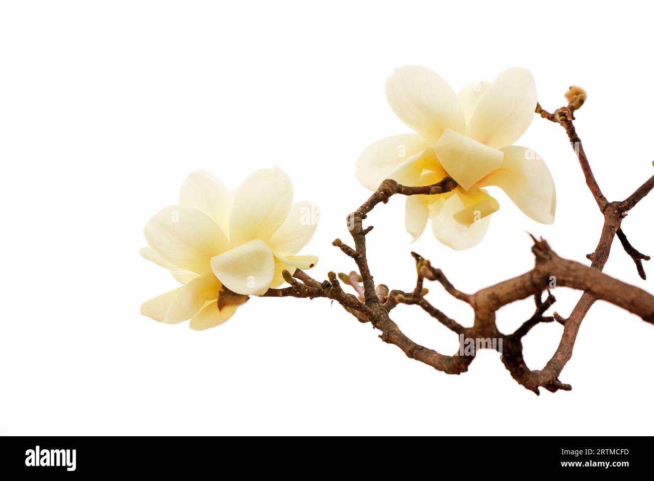 Magnolia flower in a white background Stock Photo - Alamy