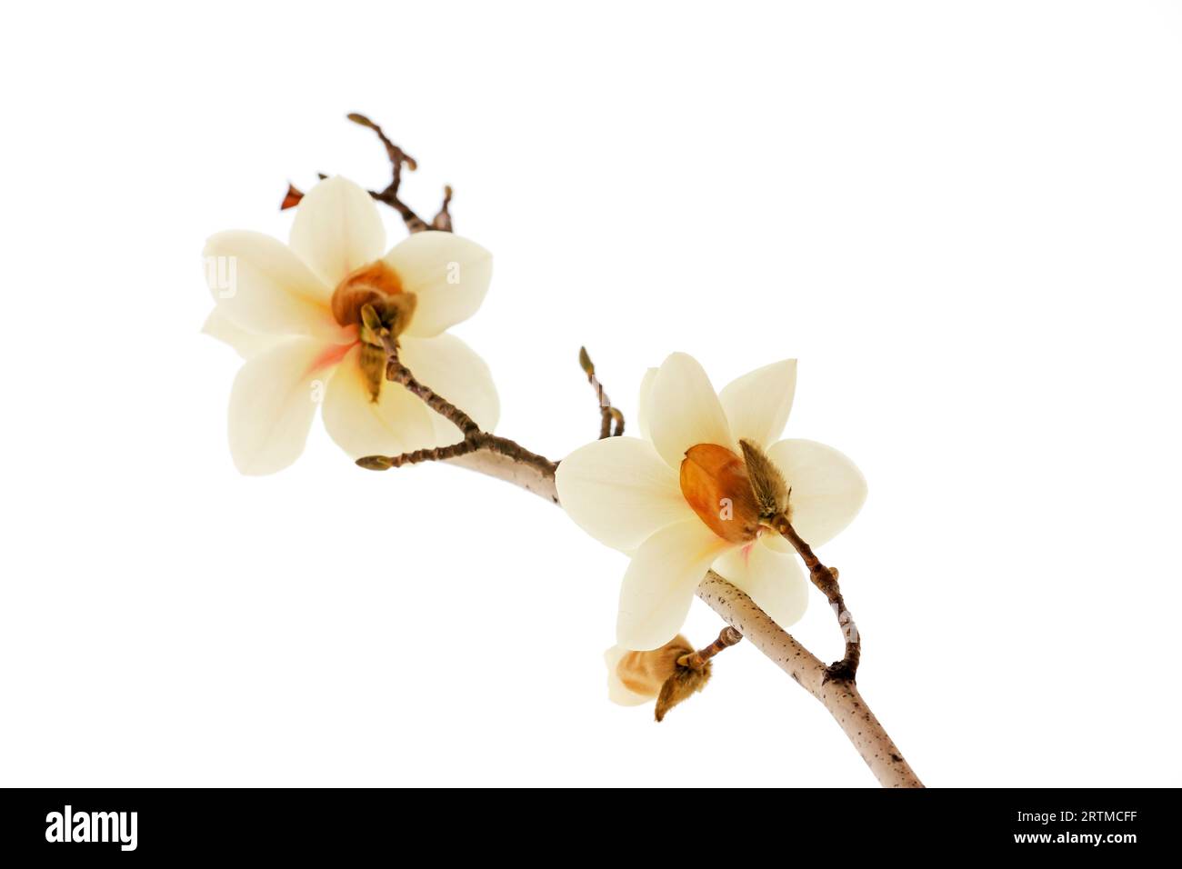 Magnolia flower in a white background Stock Photo - Alamy
