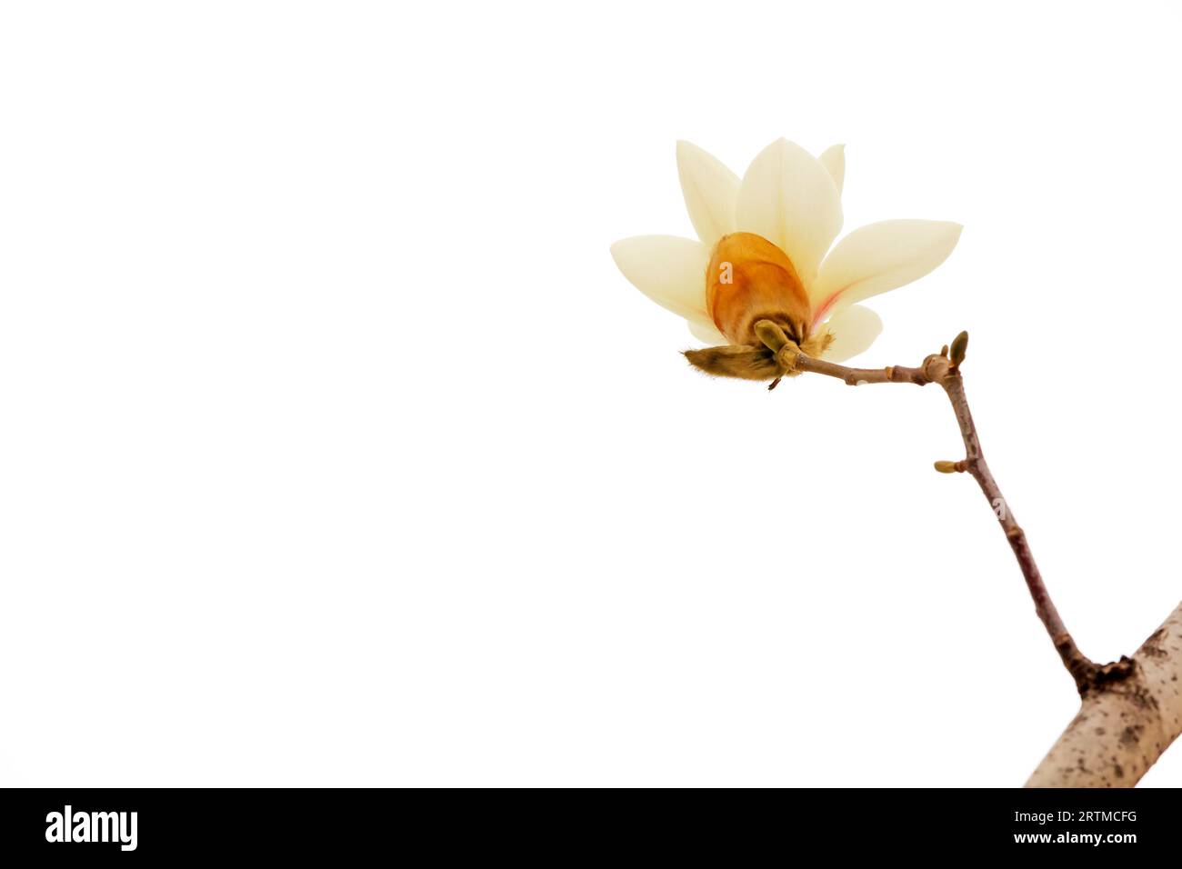 Magnolia flower in a white background Stock Photo - Alamy