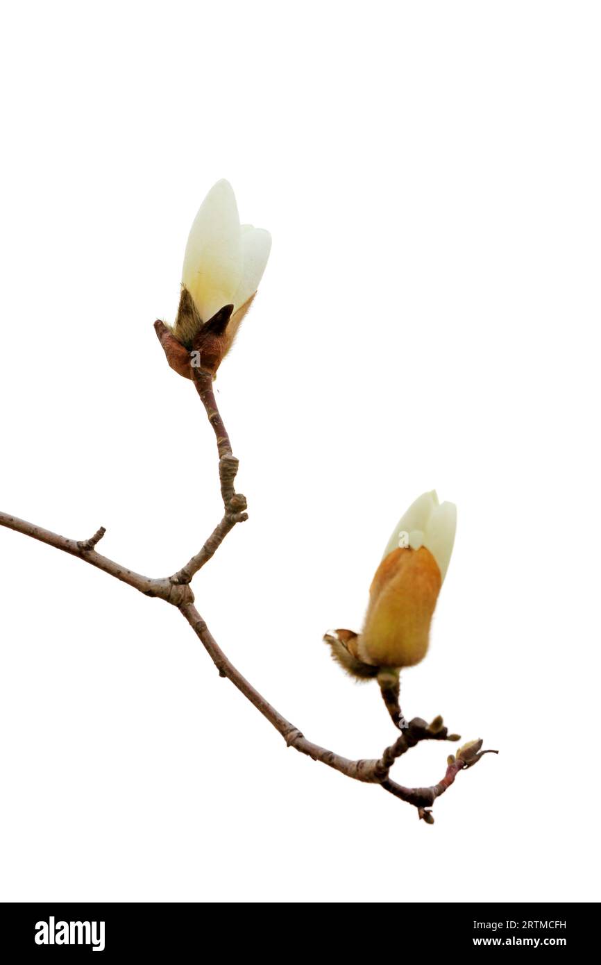 Magnolia flower in a white background Stock Photo - Alamy