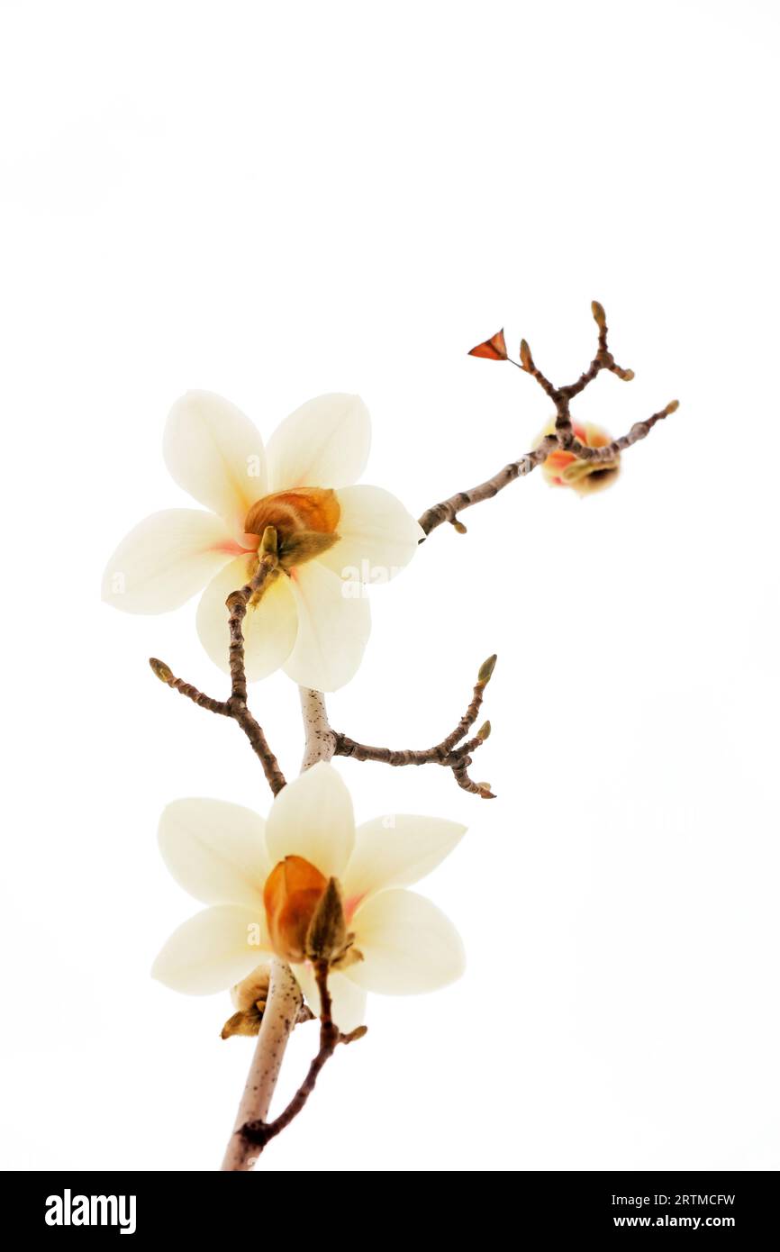Magnolia flower in a white background Stock Photo - Alamy