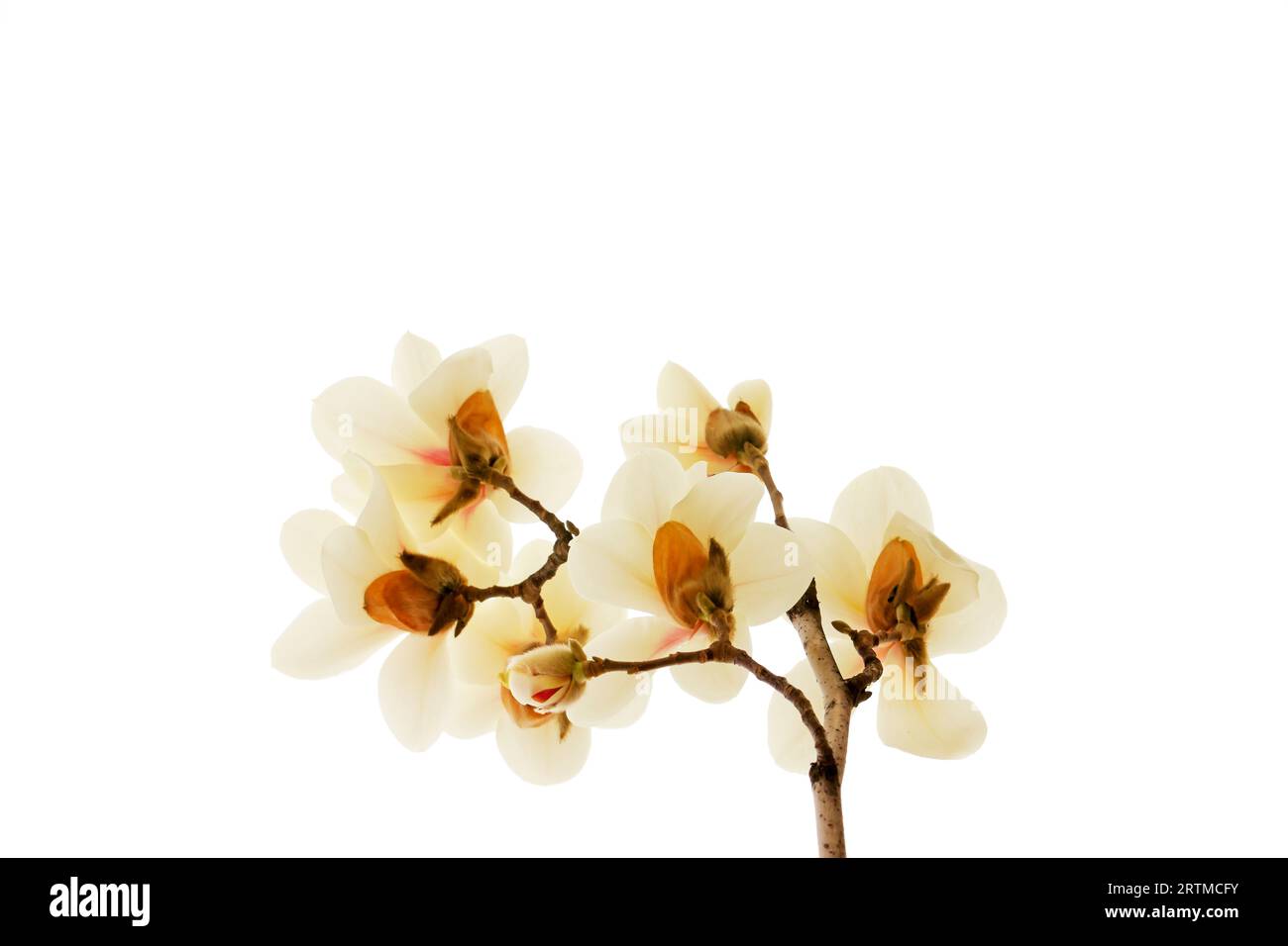 Magnolia flower in a white background Stock Photo - Alamy