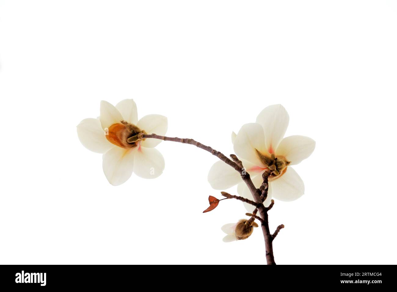 Magnolia flower in a white background Stock Photo - Alamy