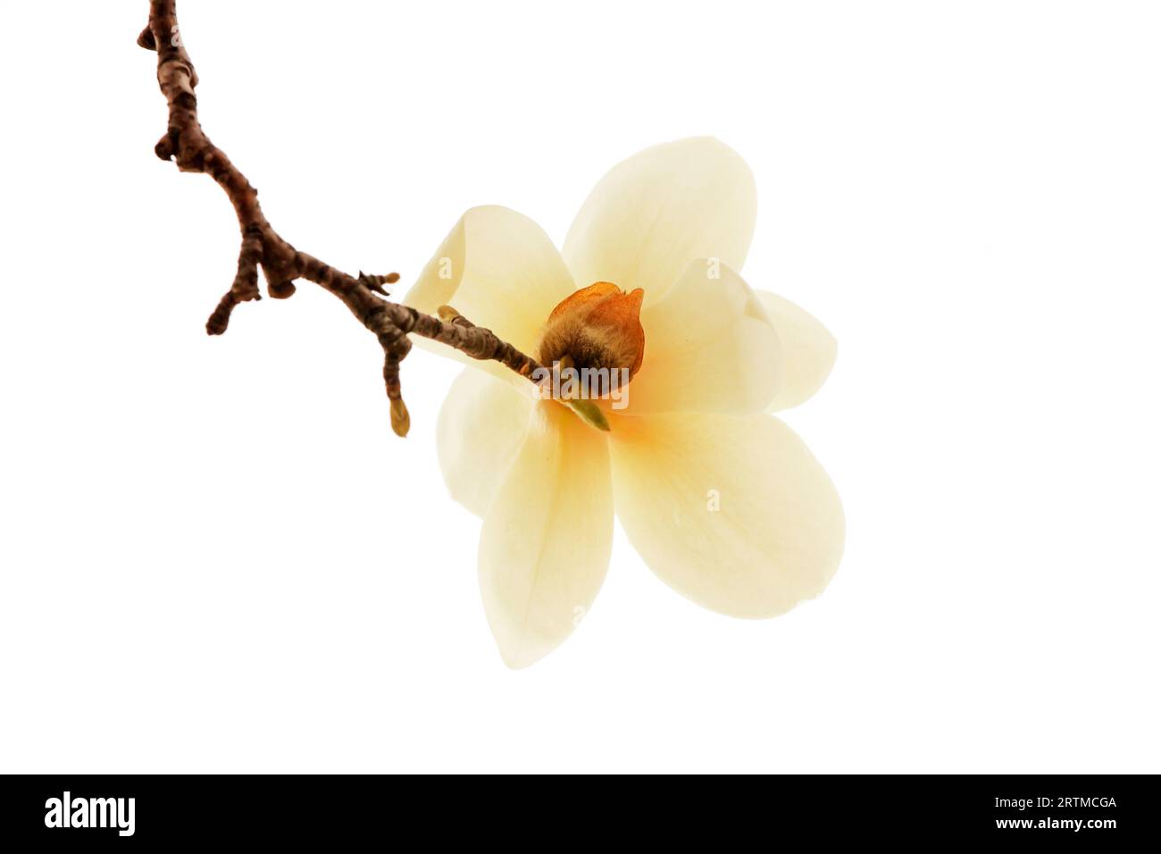 Magnolia flower in a white background Stock Photo - Alamy
