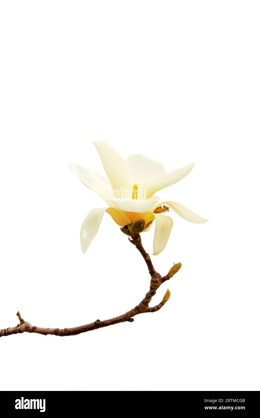Magnolia flower in a white background Stock Photo - Alamy