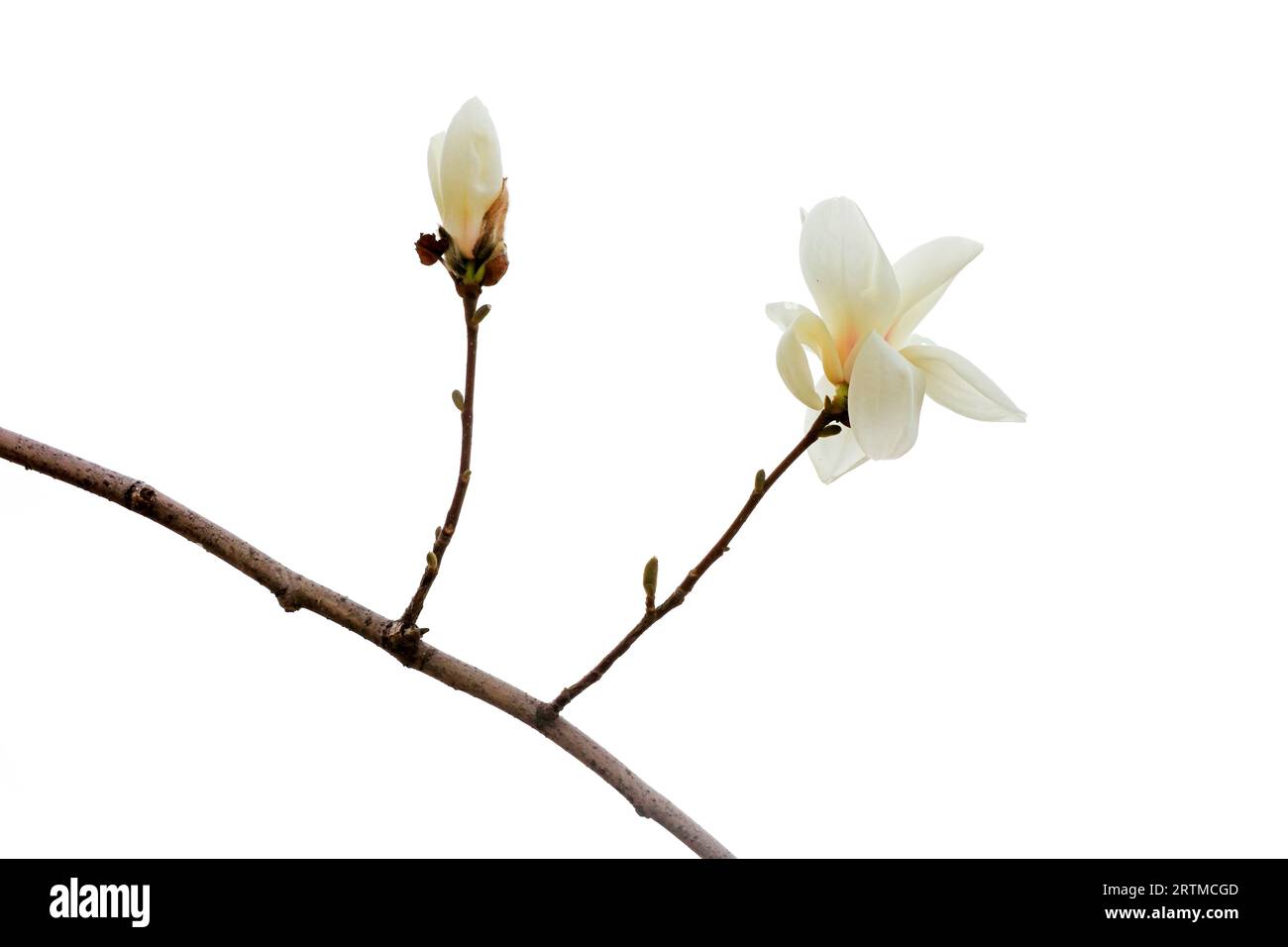 Magnolia flower in a white background Stock Photo - Alamy