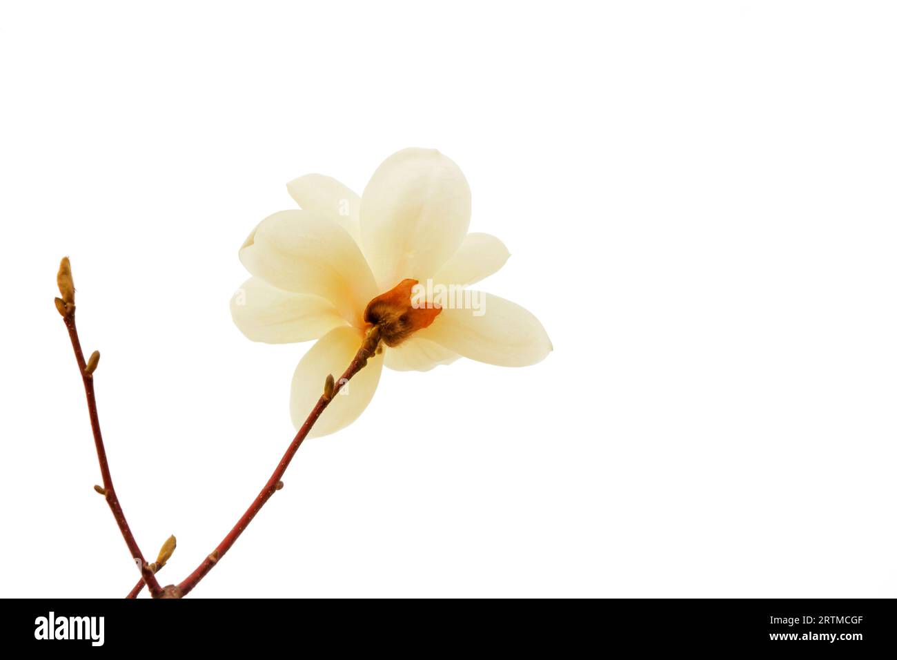 Magnolia flower in a white background Stock Photo - Alamy
