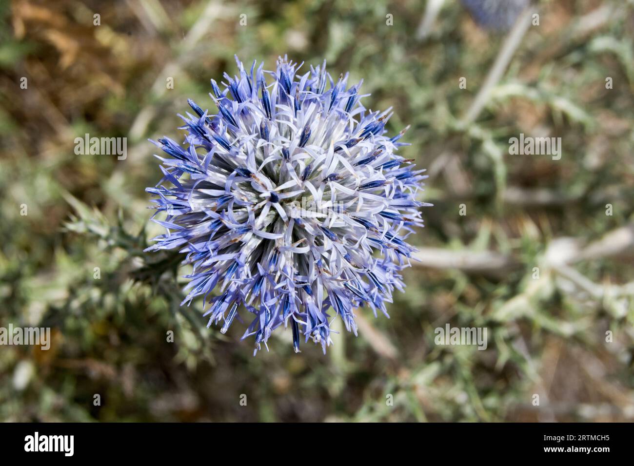 Hierba o flor hi-res stock photography and images - Alamy