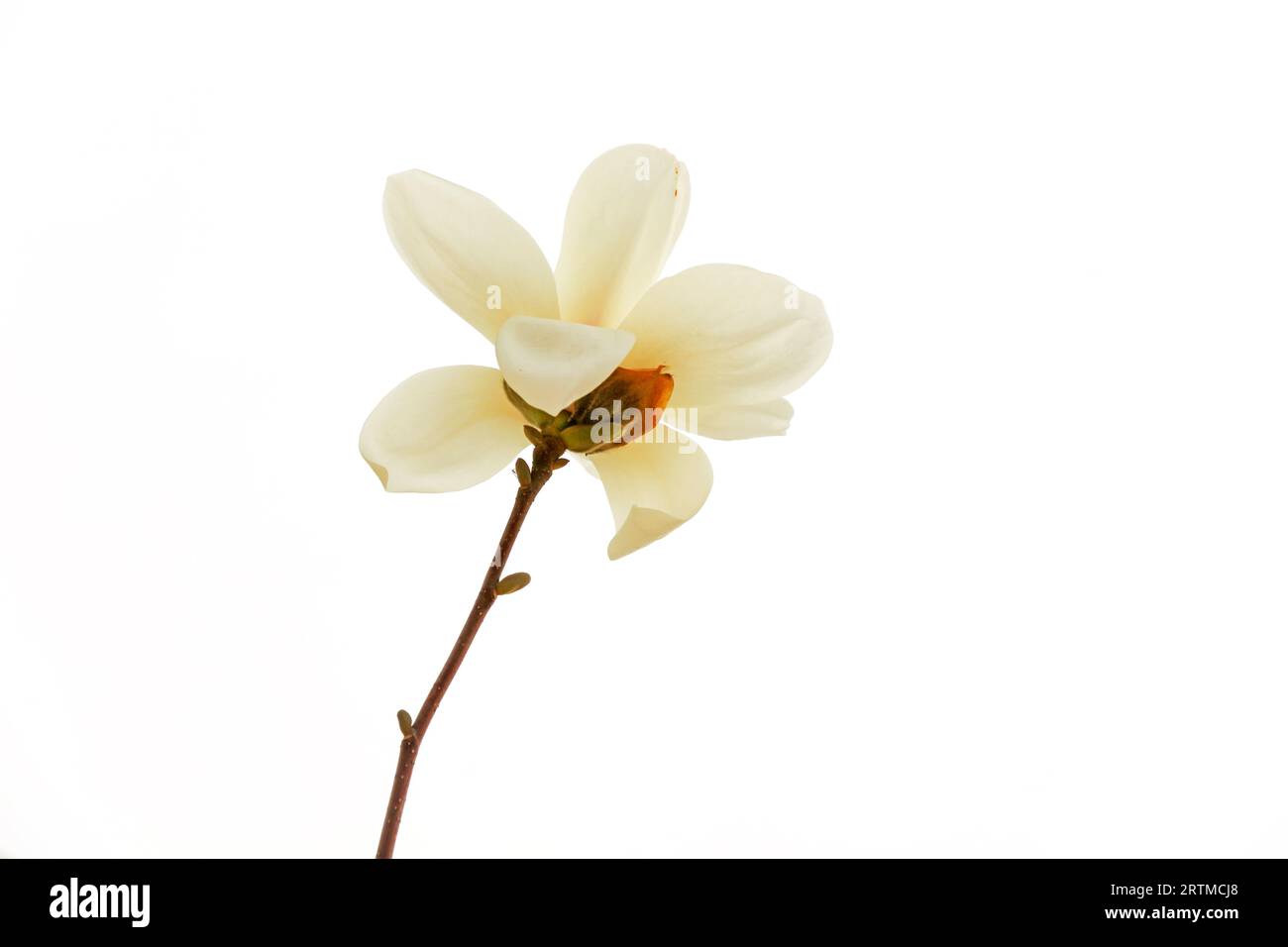 Magnolia flower in a white background Stock Photo - Alamy