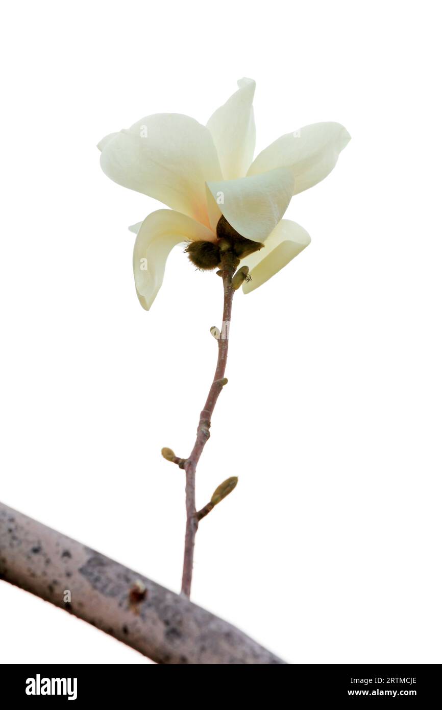 Magnolia flower in a white background Stock Photo - Alamy