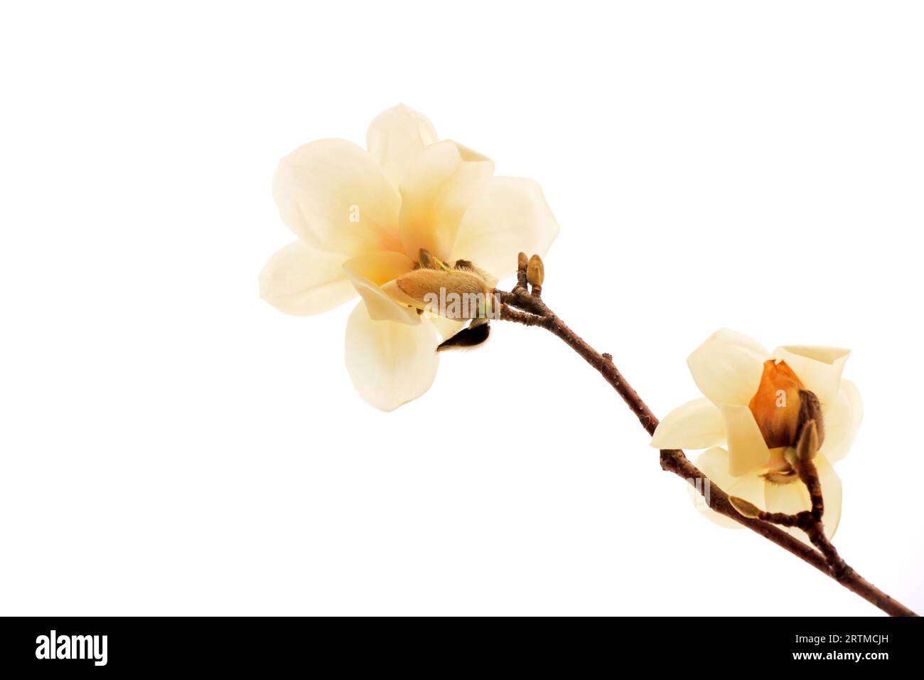 Magnolia flower in a white background Stock Photo - Alamy