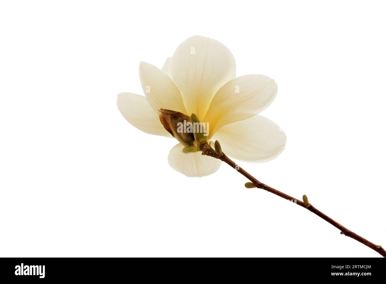 Magnolia flower in a white background Stock Photo - Alamy