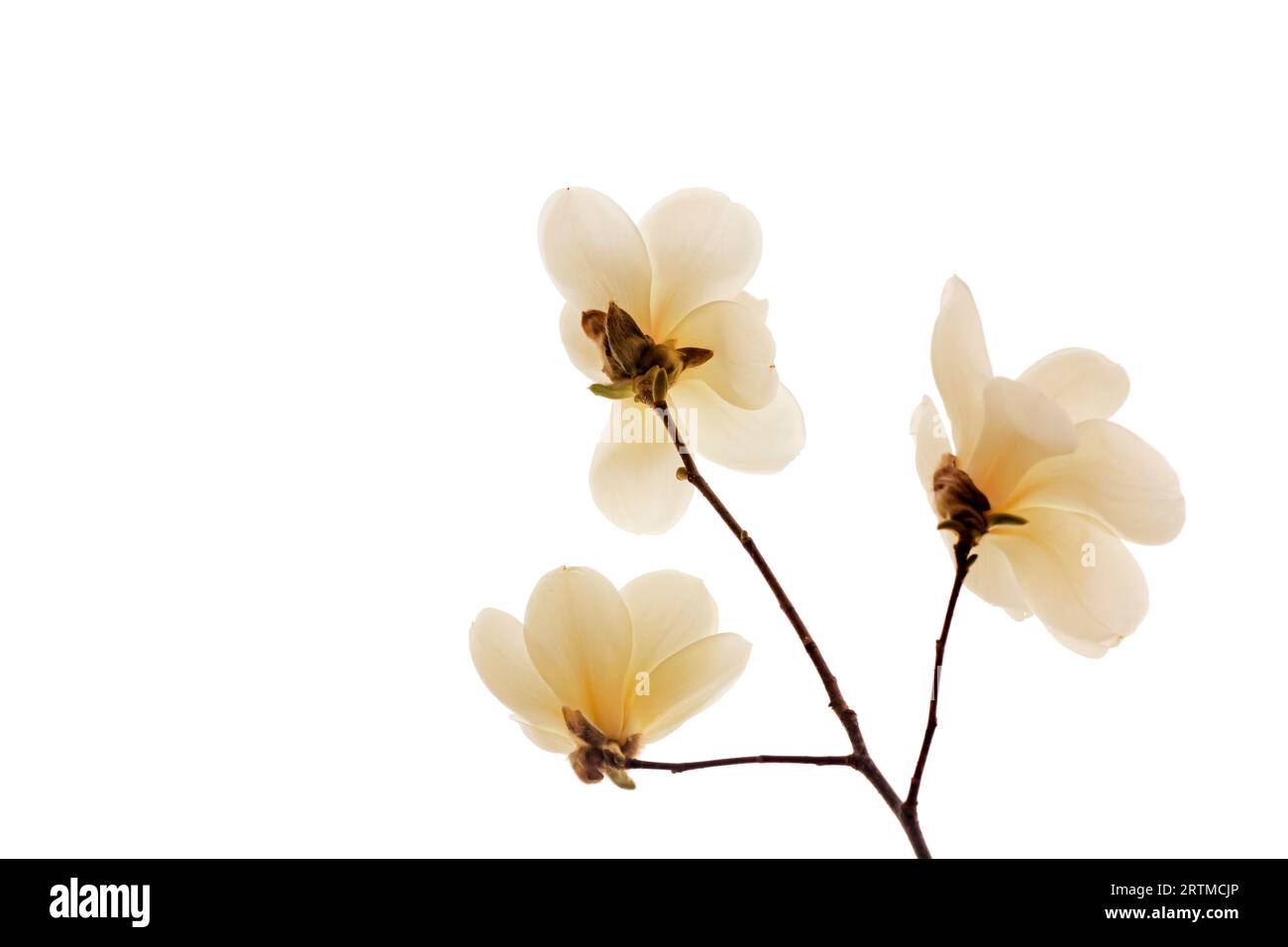 Magnolia flower in a white background Stock Photo - Alamy