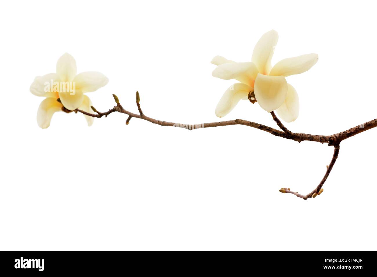 Magnolia flower in a white background Stock Photo - Alamy