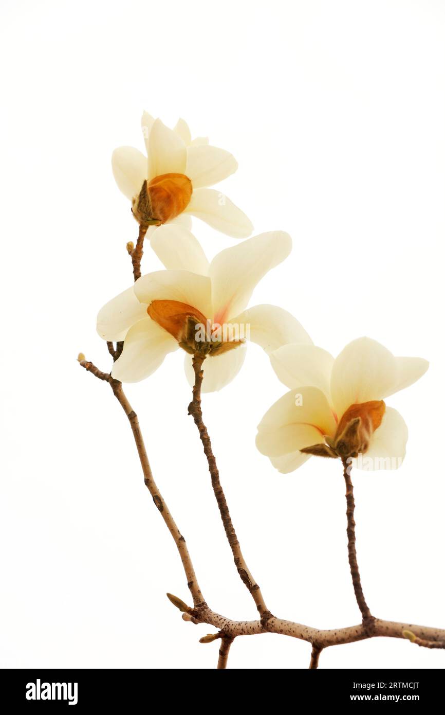 Magnolia flower in a white background Stock Photo - Alamy