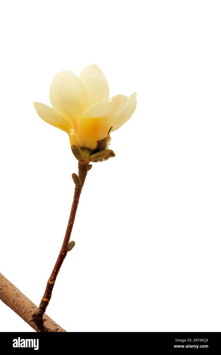 Magnolia flower in a white background Stock Photo - Alamy