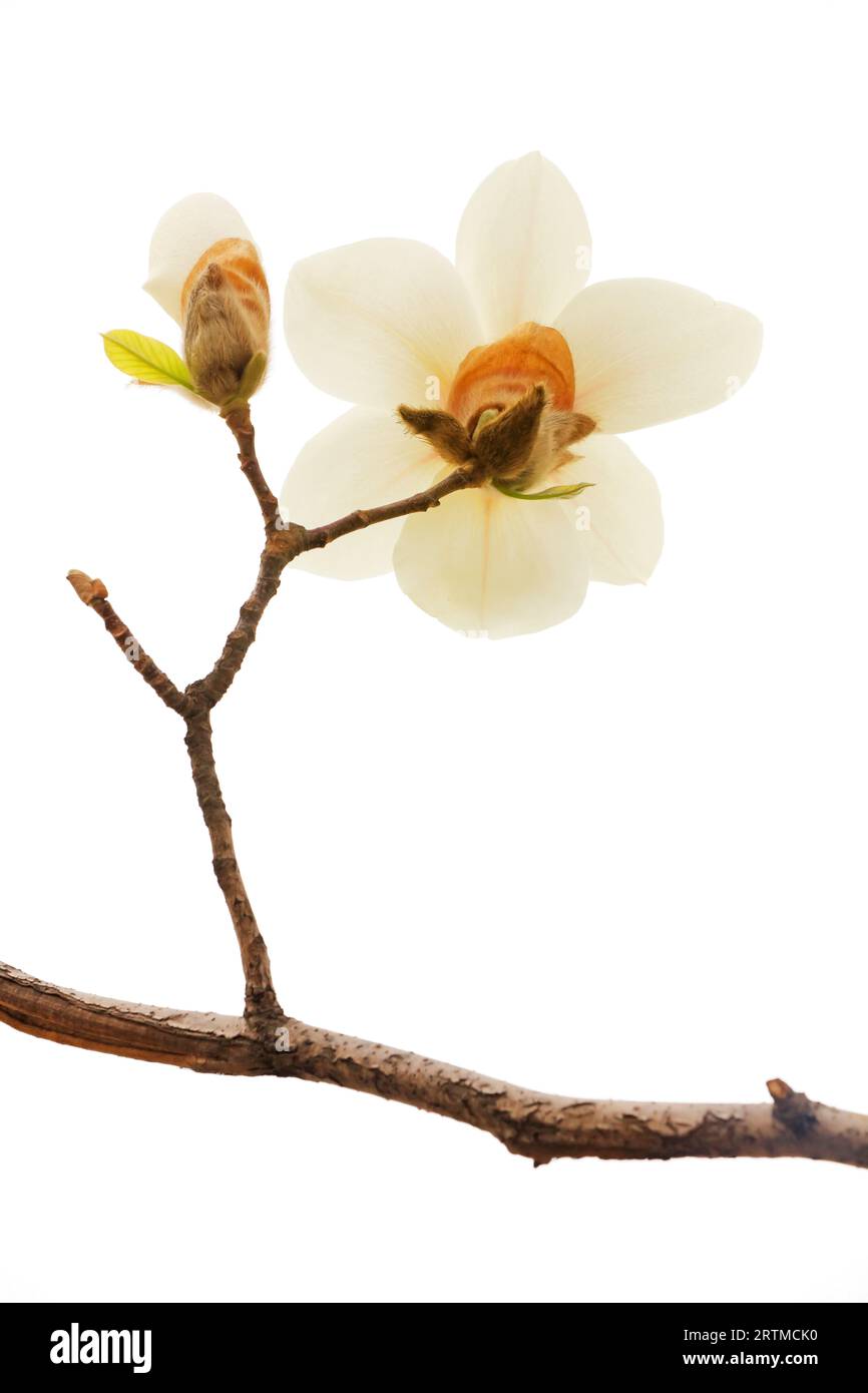 Magnolia flower in a white background Stock Photo - Alamy