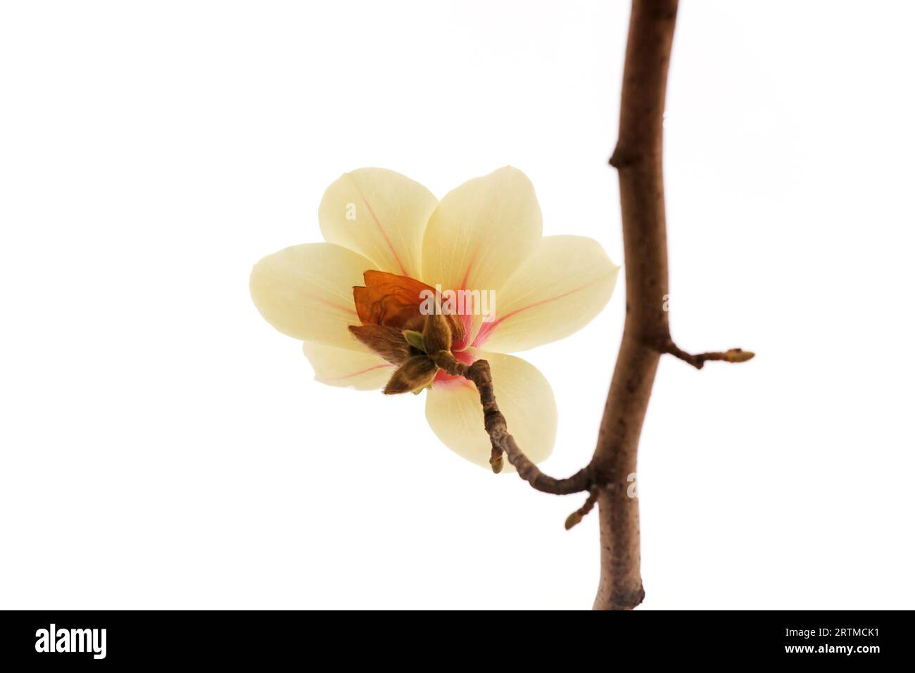 Magnolia flower in a white background Stock Photo - Alamy