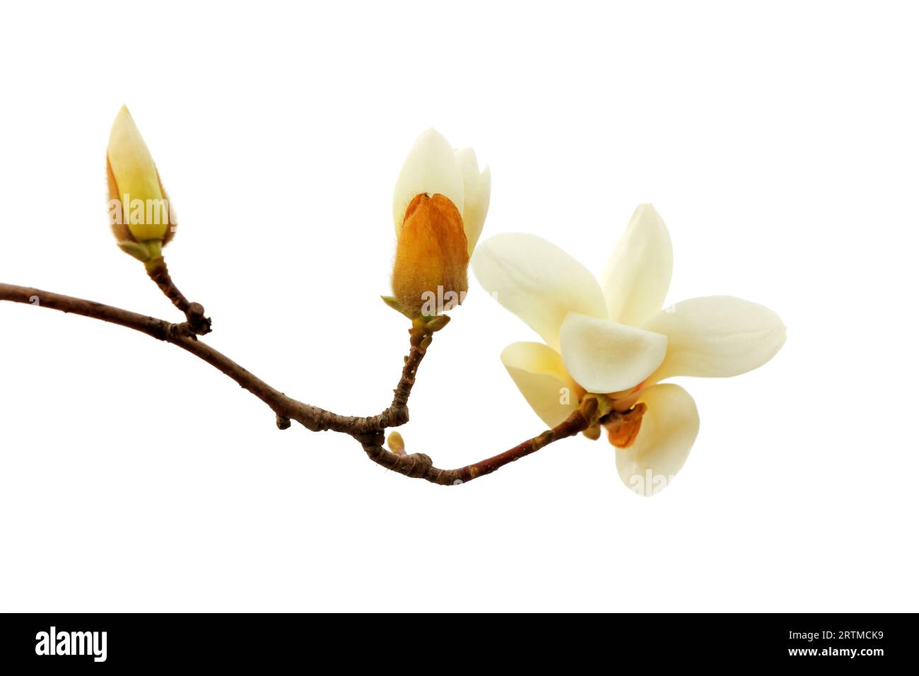 Magnolia flower in a white background Stock Photo - Alamy
