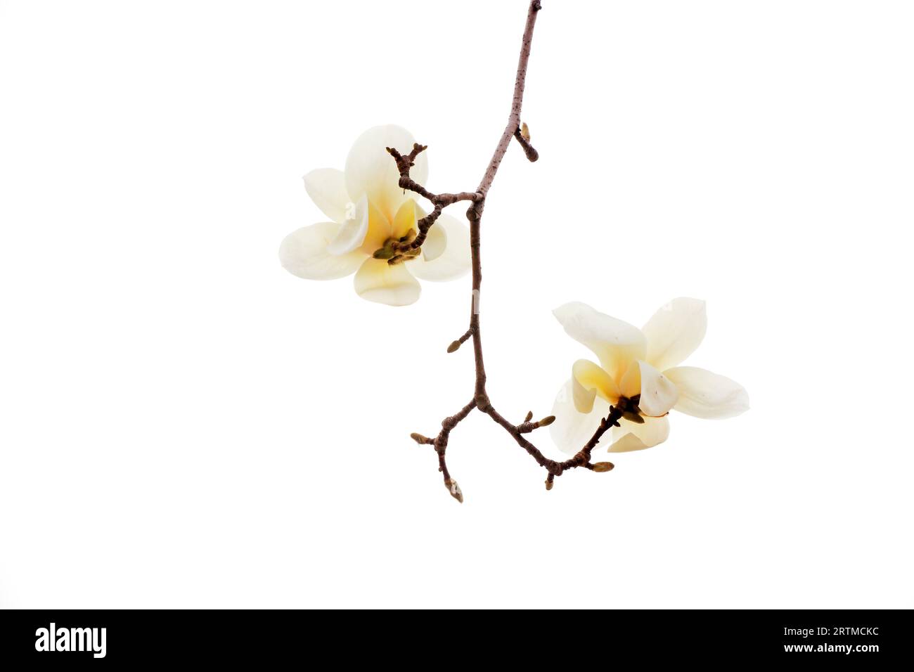 Magnolia flower in a white background Stock Photo - Alamy