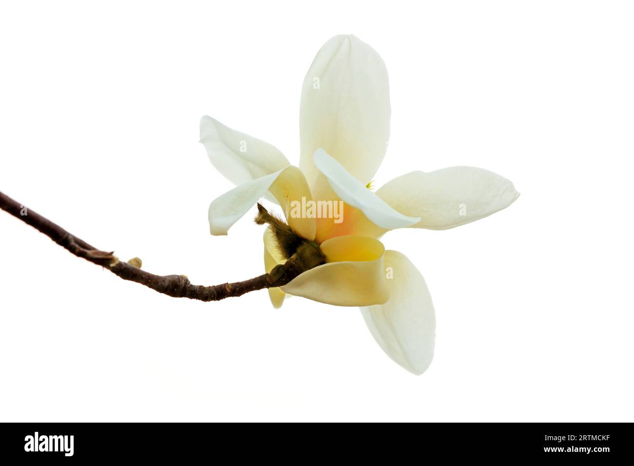 Magnolia flower in a white background Stock Photo - Alamy