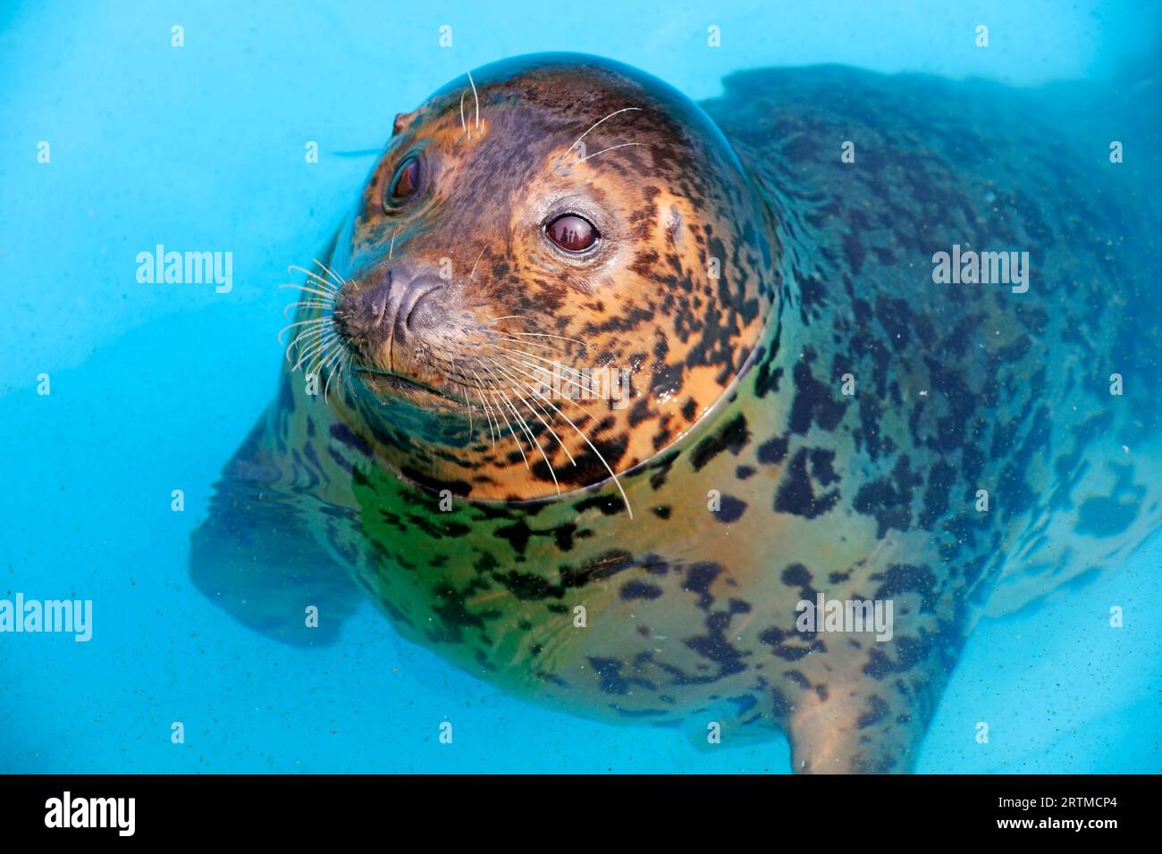 seal in the zoo Stock Photo - Alamy