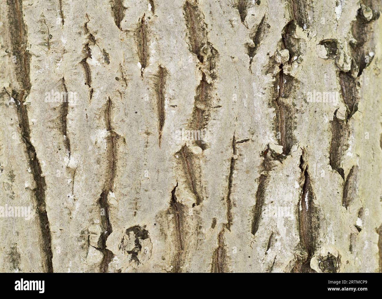Background image of a tree bark with vertical stripes Stock Photo - Alamy