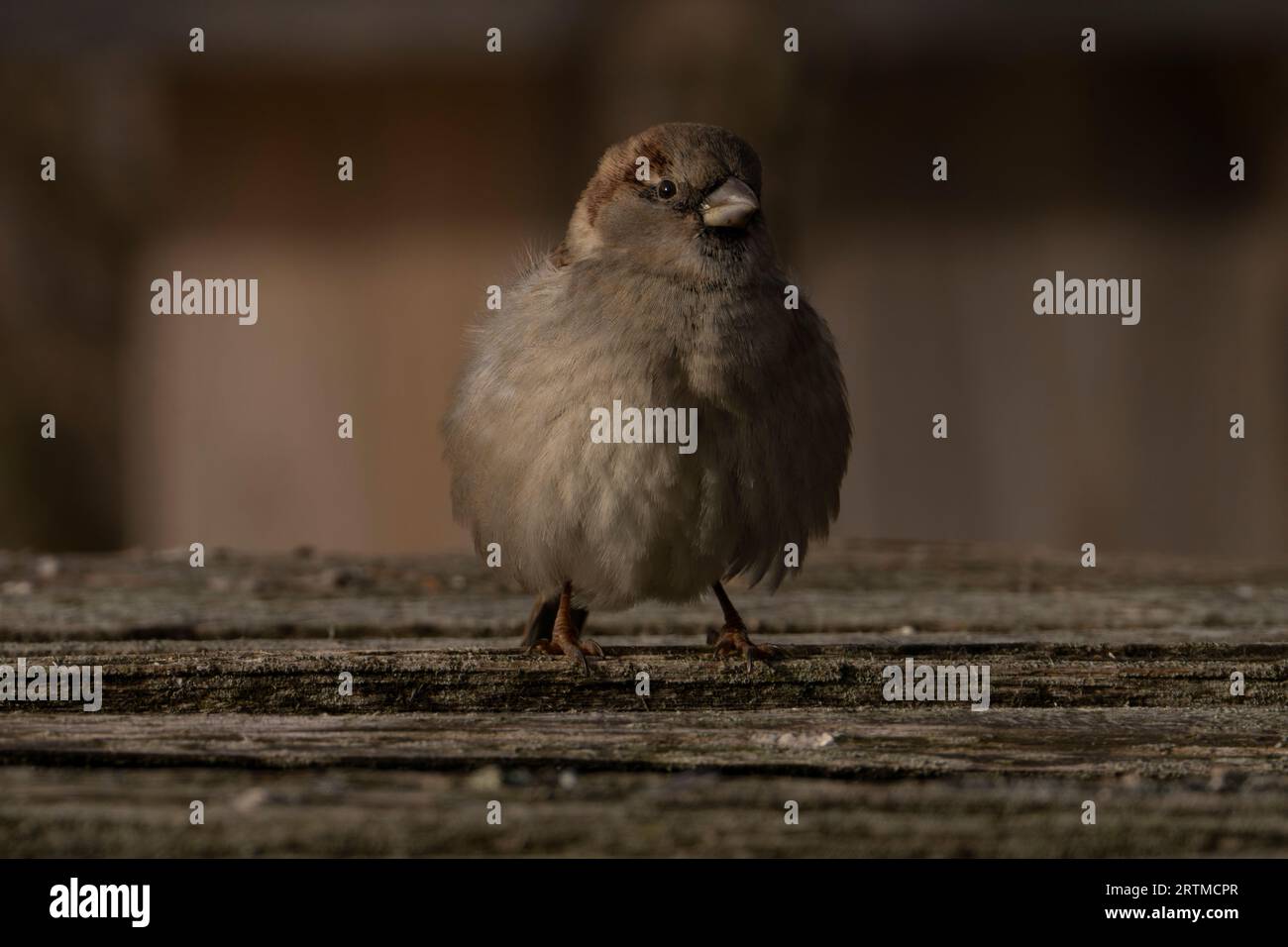 Gorgeous Passer domesticus Family Passeridae Genus Passer House sparrow ...