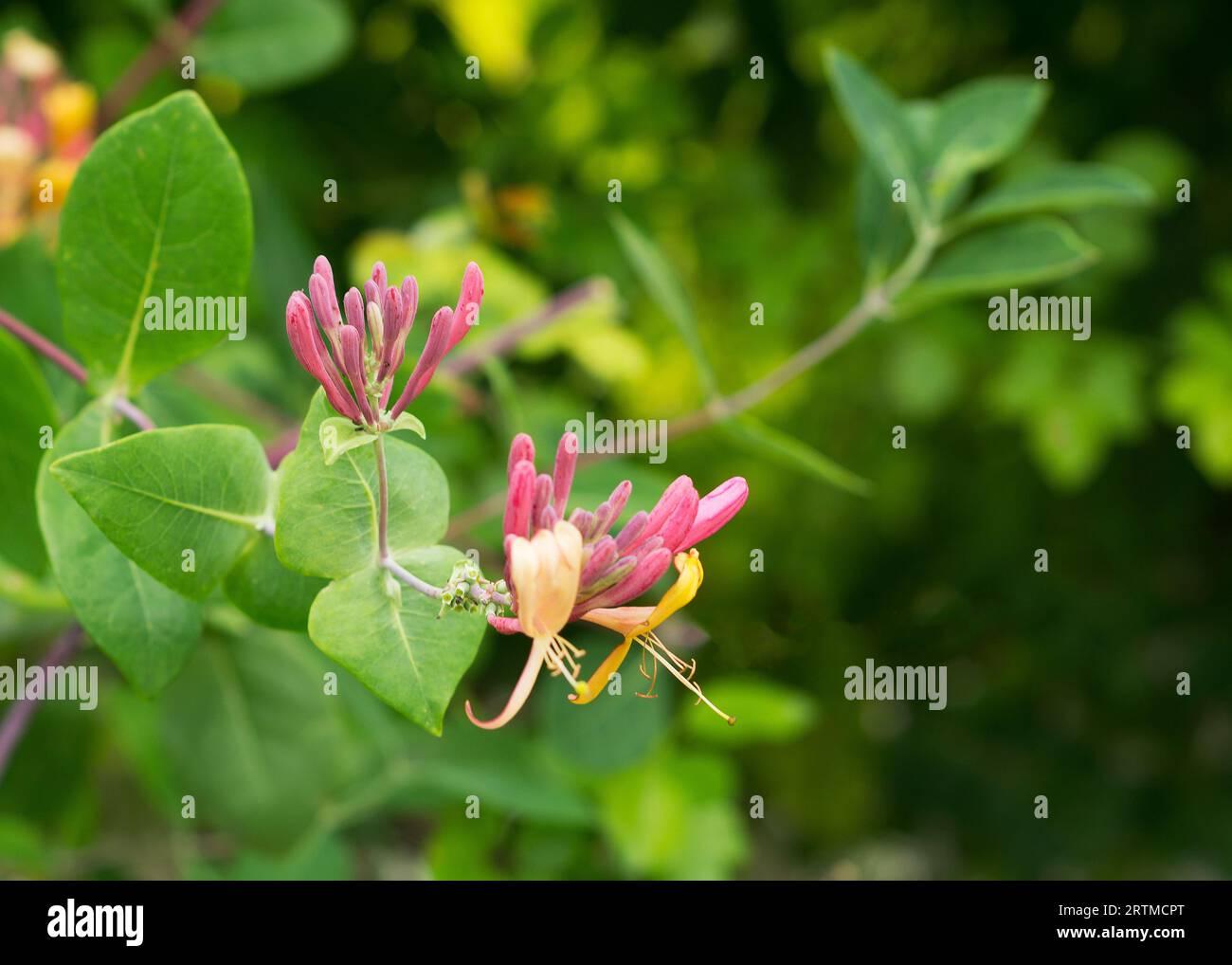 Honeysuckle lonicera caprifolium hi-res stock photography and images ...