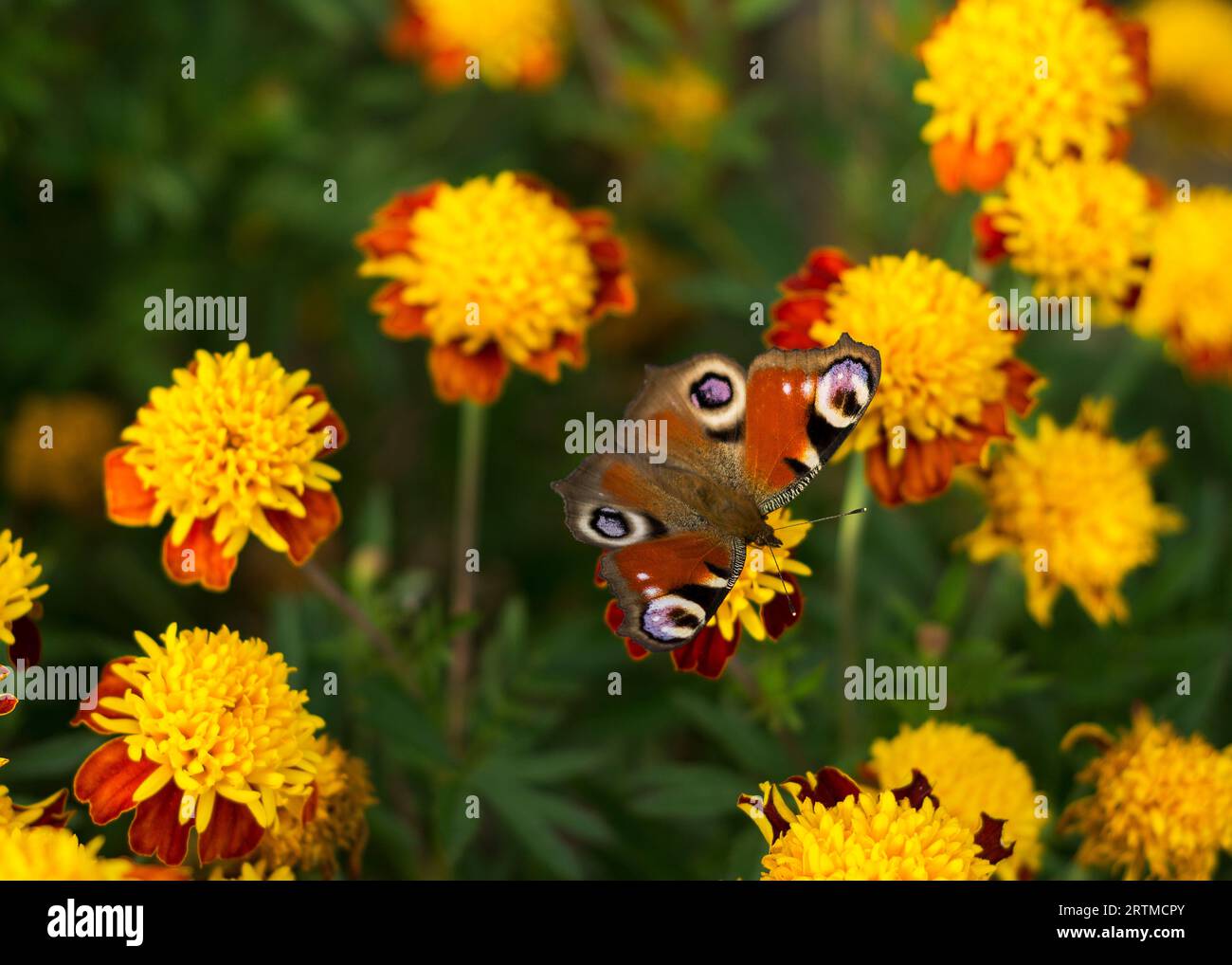 Butterfly saturniidae hi-res stock photography and images - Alamy