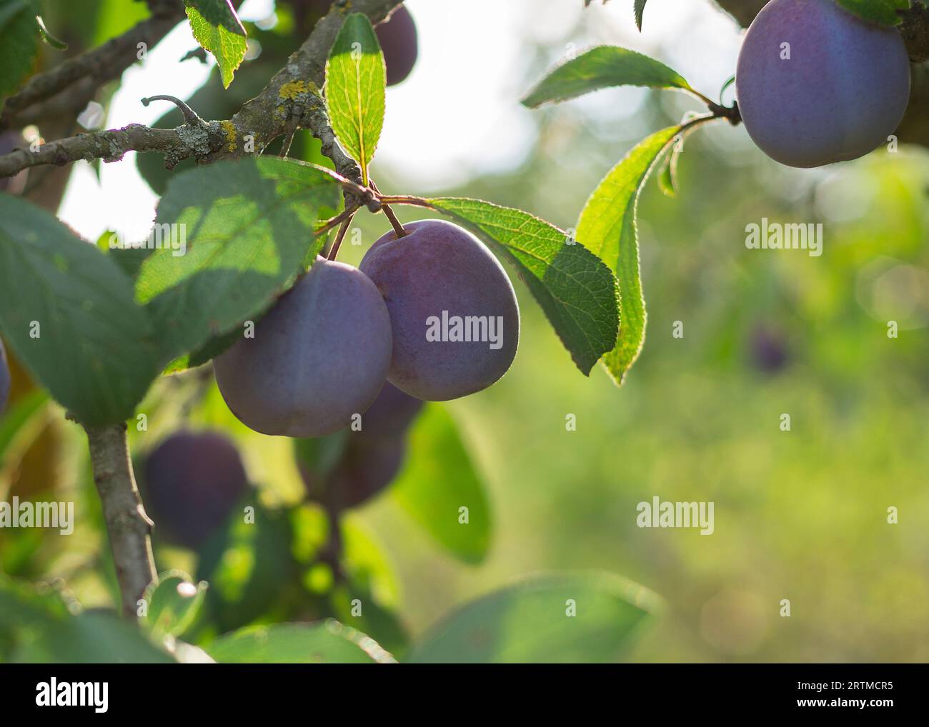 Plums leaves hi-res stock photography and images - Alamy